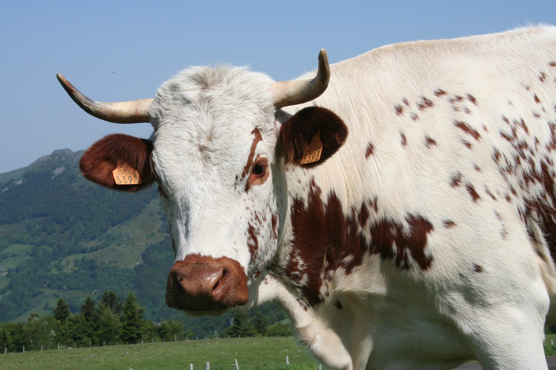 Connaissez-vous la Ferrandaise ? Vache auvergnate mise à l’honneur au ...